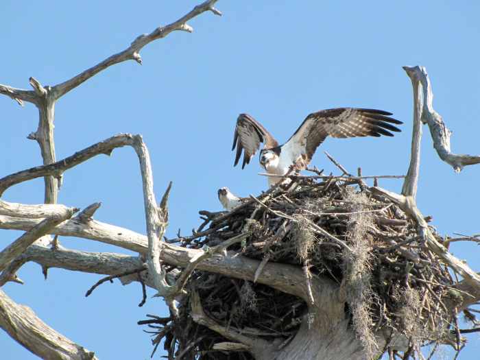 Everything You Wanted to Know About the Osprey - HubPages