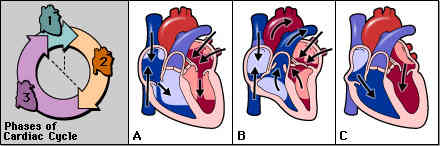 How the Heart works: Step by Step Functions with diagrams. - HubPages