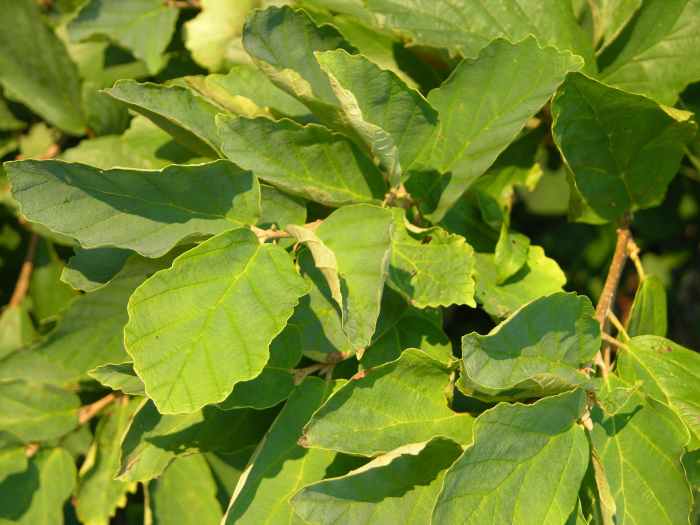 Witch Hazel Plants and Possible Help for Minor Skin Problems - RemedyGrove