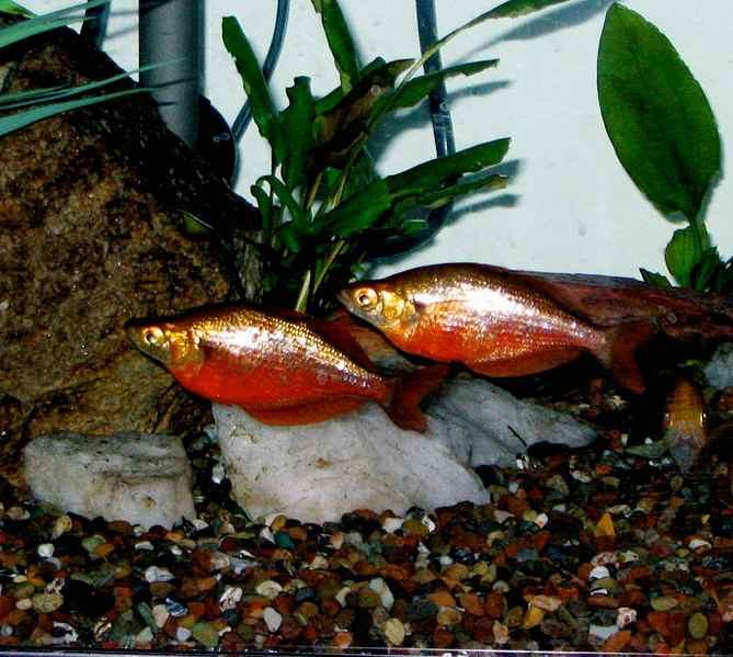 The Behavior of Aquarium Fish Explained - HubPages