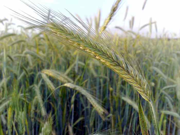 Rye Facts and Uses: A Nutritious, Tasty, and Healthy Grain - HubPages