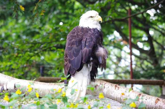 Wildlife of Pakistan that K2 and I saw while hiking. - HubPages