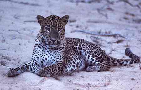 Wildlife of Pakistan that K2 and I saw while hiking. - HubPages