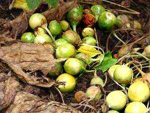 The Magic History of Mandrake - HubPages