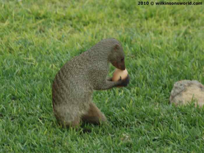 Weird Animals – the Banded Mongoose and the Warthog - HubPages