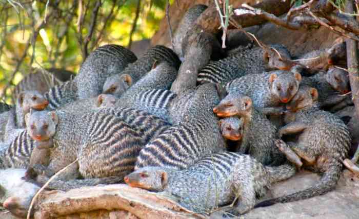 Weird Animals – the Banded Mongoose and the Warthog - HubPages