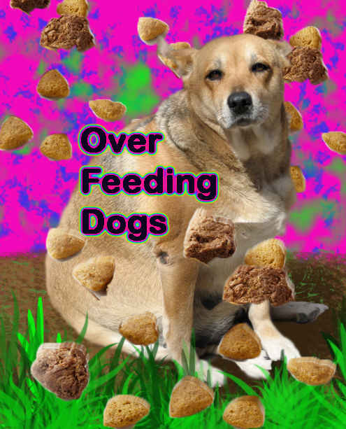 Over Feeding a Dog - HubPages