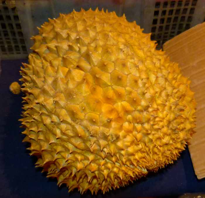 Durian Fruit - Nutrients, Health Benefits, Uses And More - HubPages