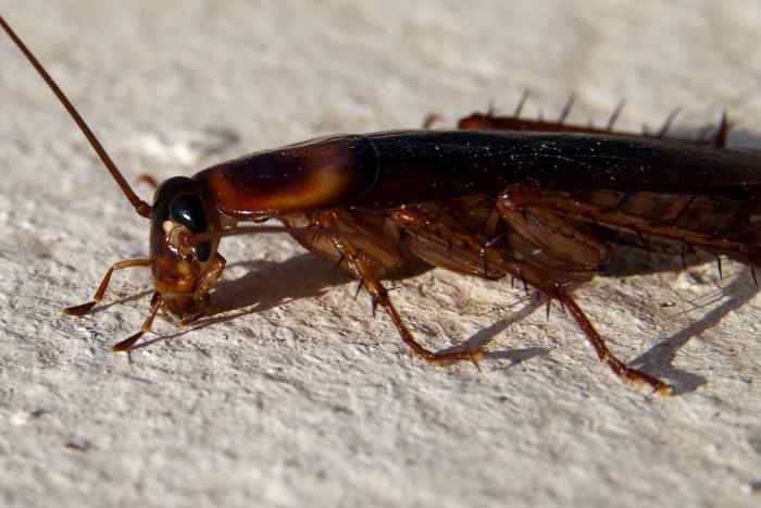 Cape Verde, Poisonous Spiders, Snakes, Insects, Bugs and Dangers on the ...