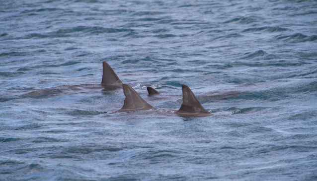 Cape Verde, Poisonous Spiders, Snakes, Insects, Bugs and Dangers on the ...