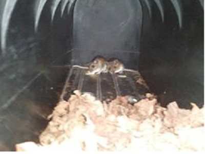 What's in Your Mailbox? - Mailbox Infestations and More - Part Two Warm ...