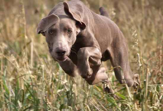 The 10 Best Gun Dogs - HubPages