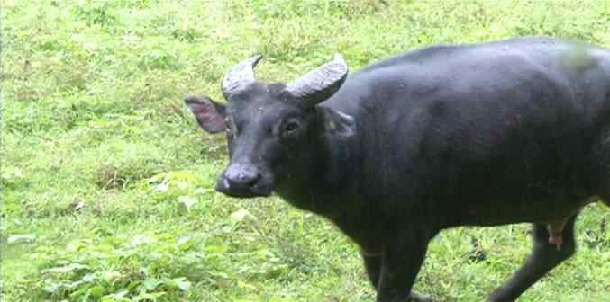 The ten most amazing facts about Mindoro - HubPages