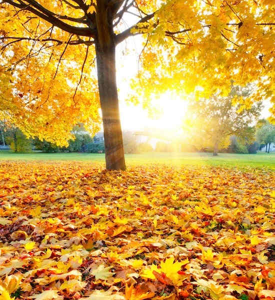 Interesting Things About the Month of October - HubPages