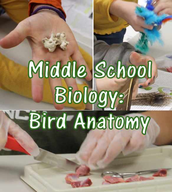 Bird Anatomy: A Middle School STEM Biology Lesson Plan - HubPages