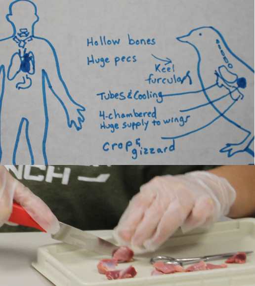Bird Anatomy: A Middle School STEM Biology Lesson Plan - HubPages