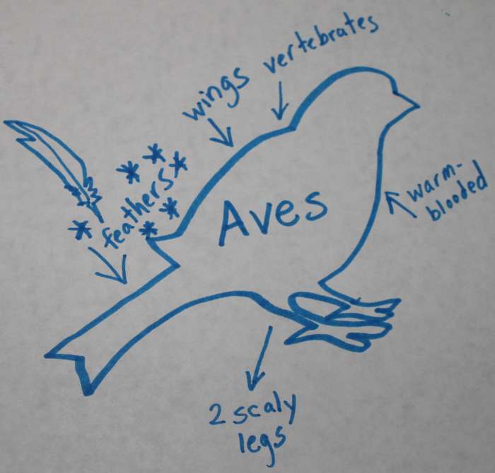 Bird Anatomy: A Middle School STEM Biology Lesson Plan - HubPages