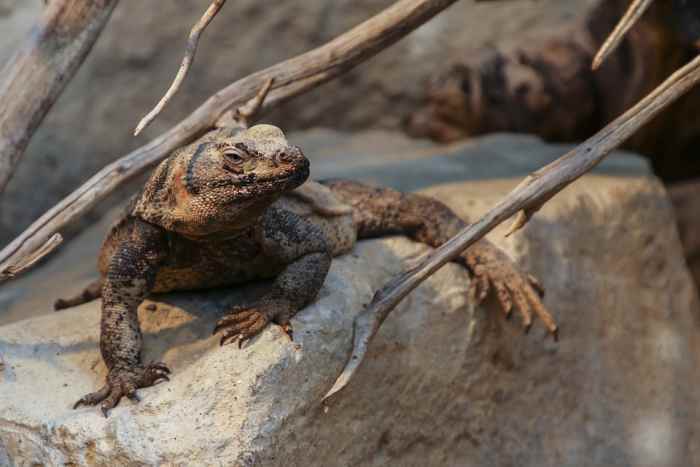 25 Amazing Arizona Desert Animals - HubPages