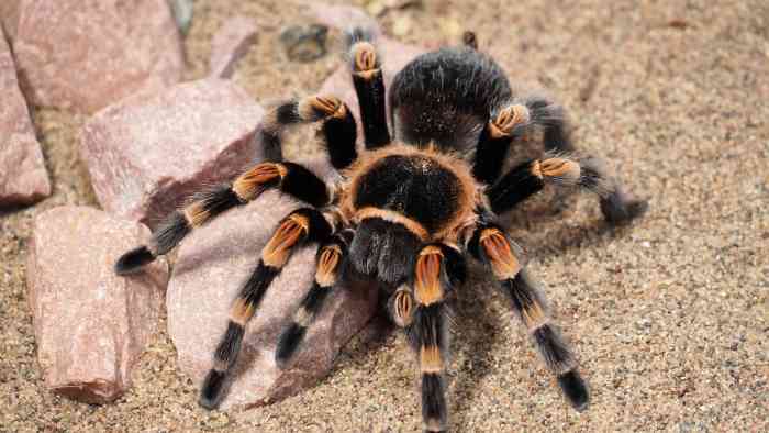 25 Amazing Arizona Desert Animals - HubPages