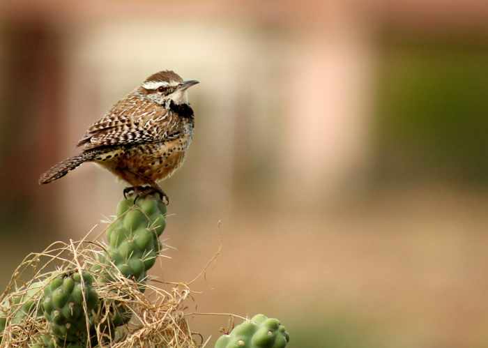 25 Amazing Arizona Desert Animals - HubPages