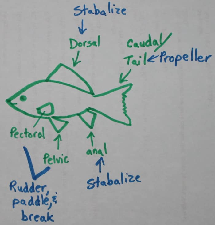 Fish Anatomy and Fish Dissection Lesson Plan for Middle School Biology ...