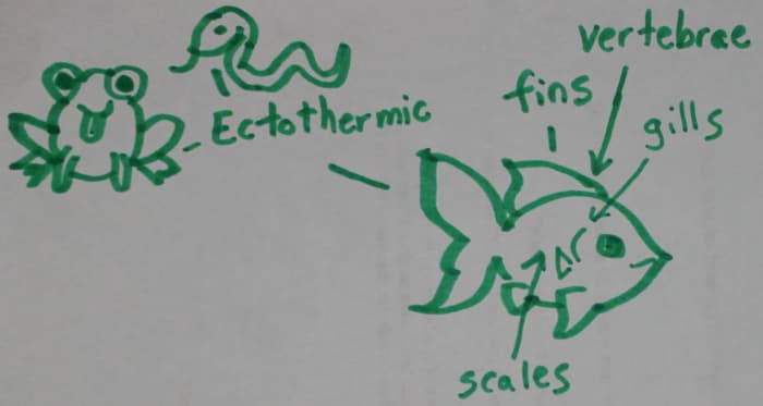 Fish Anatomy and Fish Dissection Lesson Plan for Middle School Biology ...