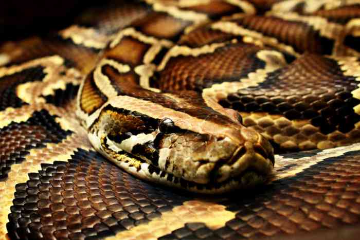 Burmese Python- An Invasive Species Exposed - HubPages