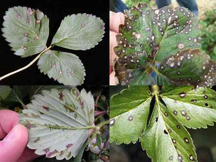 Compendium of Diseases of Crops: Strawberry - HubPages