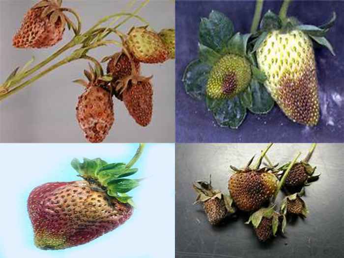 Compendium of Diseases of Crops: Strawberry - HubPages