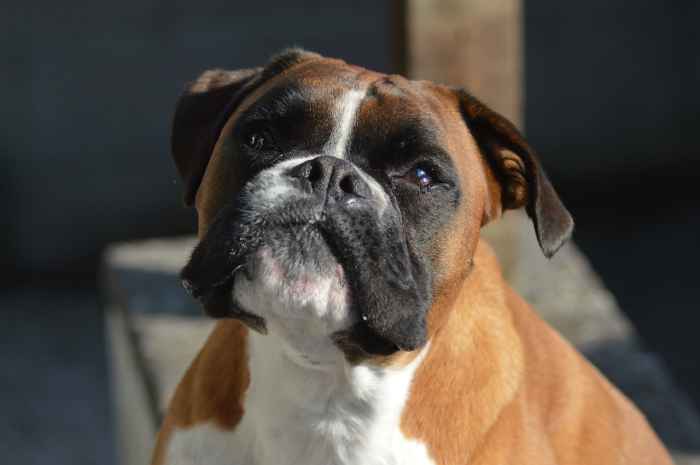 Boxer Corgi Mix - About the Coxer - HubPages