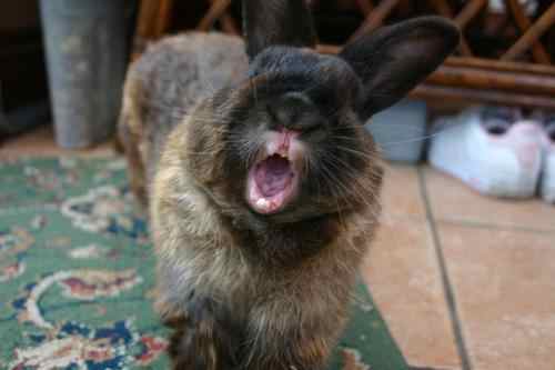 Top 10 Cryptids Still Lurking Around New Jersey - HubPages