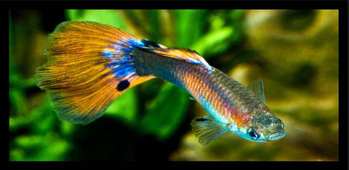 Guppies and How to Raise and Breed Them - HubPages