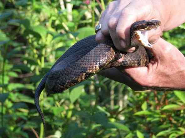 Cottonmouth Moccasin Snake - HubPages