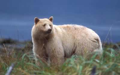 The Spirit Bear aka Kermode Bear aka Ghost Bear - HubPages