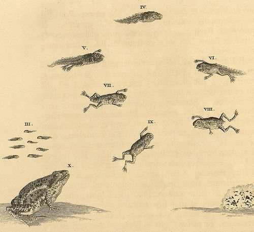 Frog Eggs - HubPages