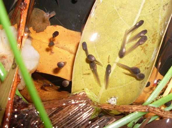 Frog Eggs - HubPages