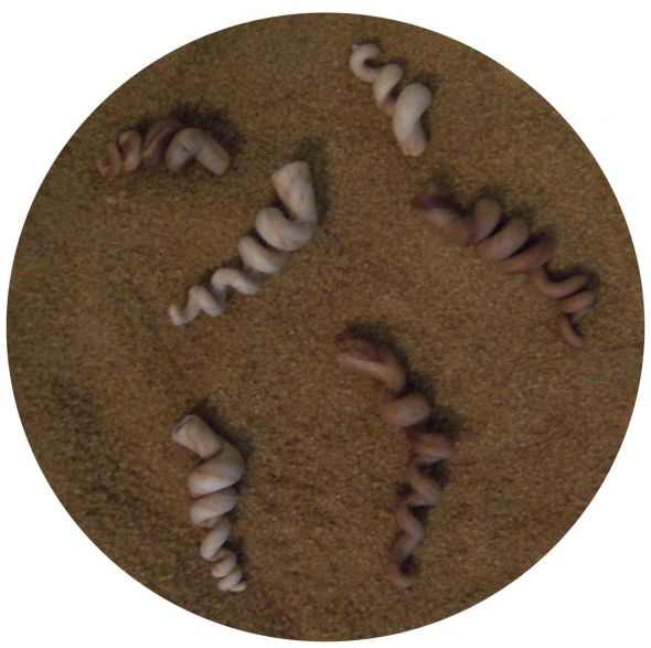 How to Make Fondant Seashells Without a Mold - HubPages