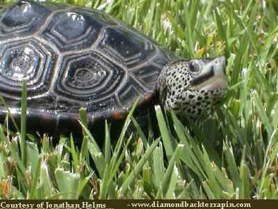 Turtles, Tortoises and Terrapins of Louisiana - HubPages