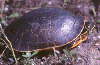 Turtles, Tortoises and Terrapins of Louisiana - HubPages