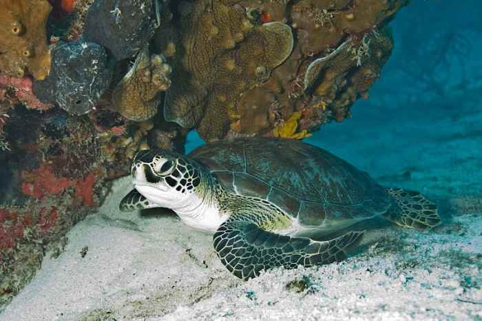 Turtles, Tortoises and Terrapins of Louisiana - HubPages