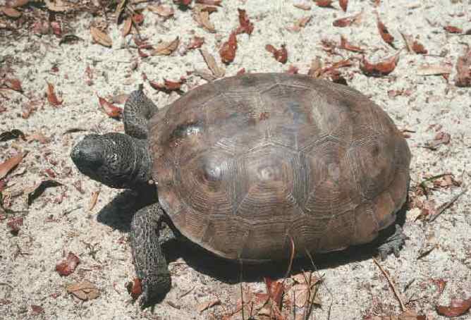 Turtles, Tortoises and Terrapins of Louisiana - HubPages