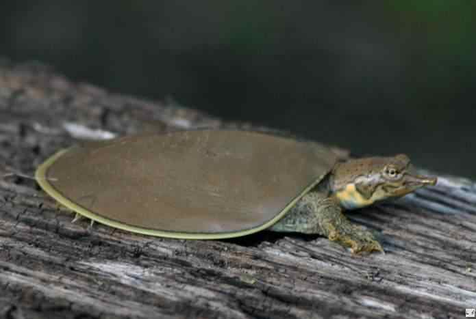 Turtles, Tortoises and Terrapins of Louisiana - HubPages