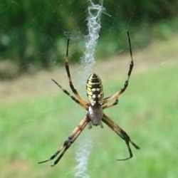 Writing Spiders - HubPages