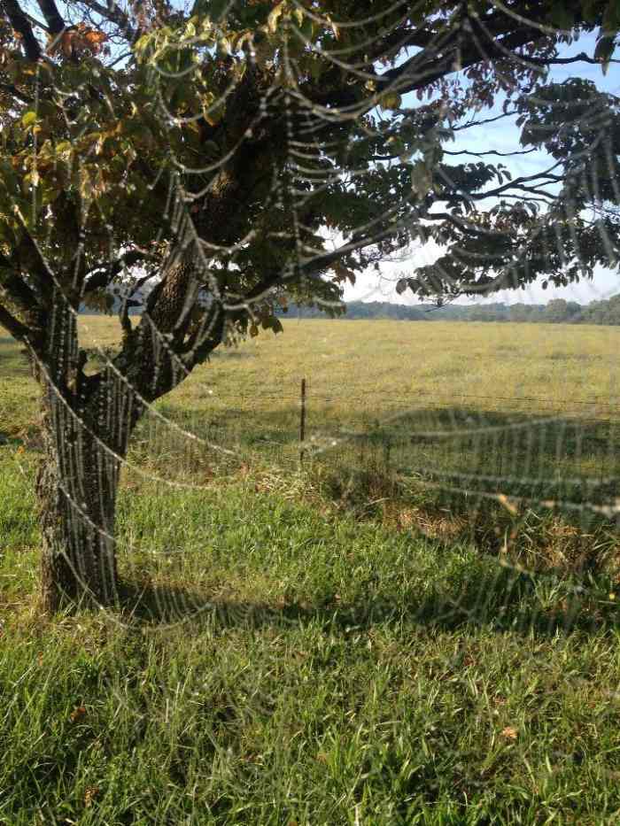 Writing Spiders - HubPages