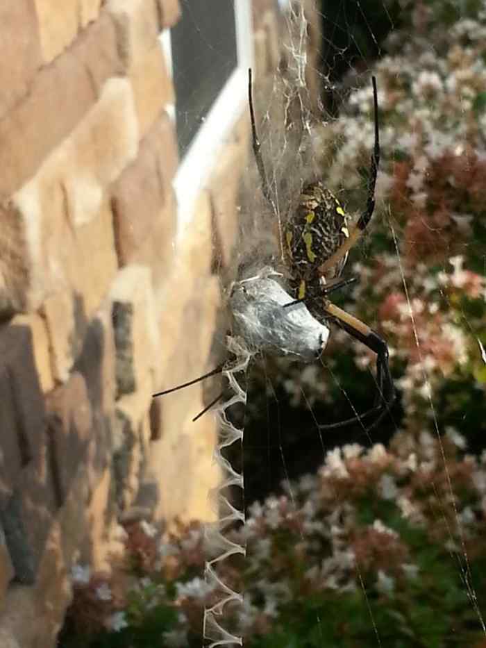 Writing Spiders - HubPages