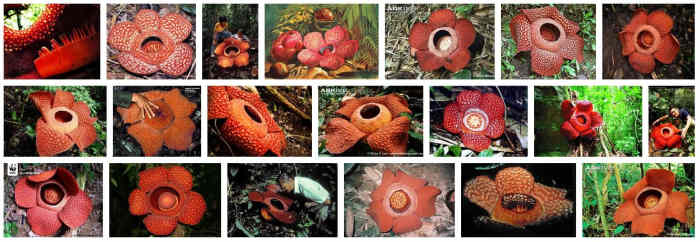 Different Species of Rafflesia-Part I - HubPages