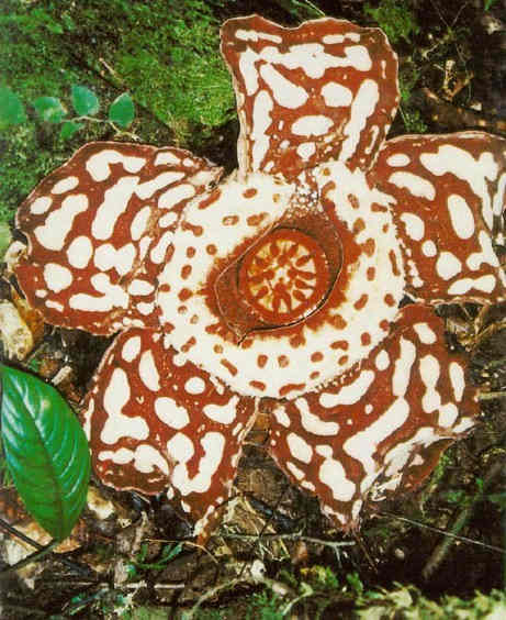 Different Species of Rafflesia-Part I - HubPages