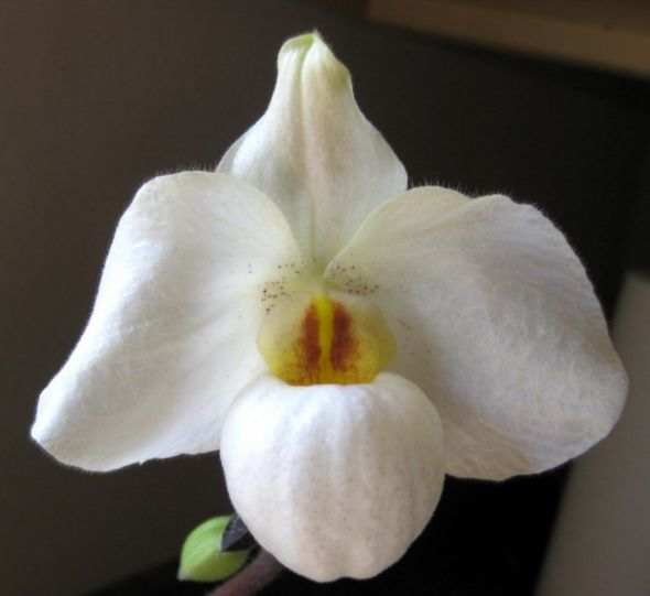 The Angel Orchids - HubPages