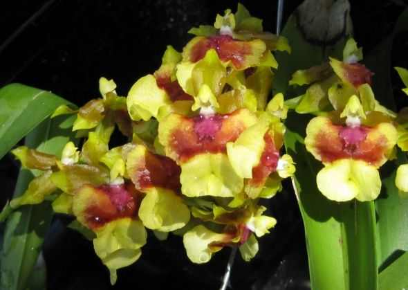 The Angel Orchids - HubPages