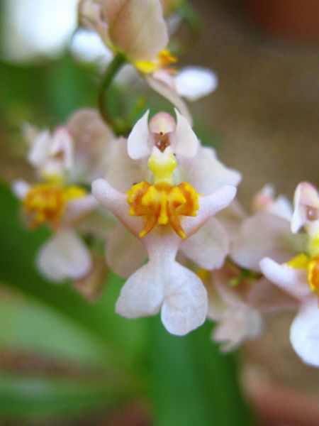 The Angel Orchids - HubPages